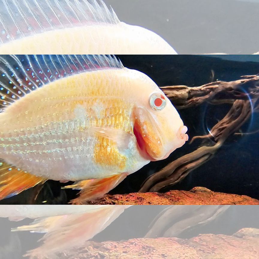 Акарихтис хеккеля альбио