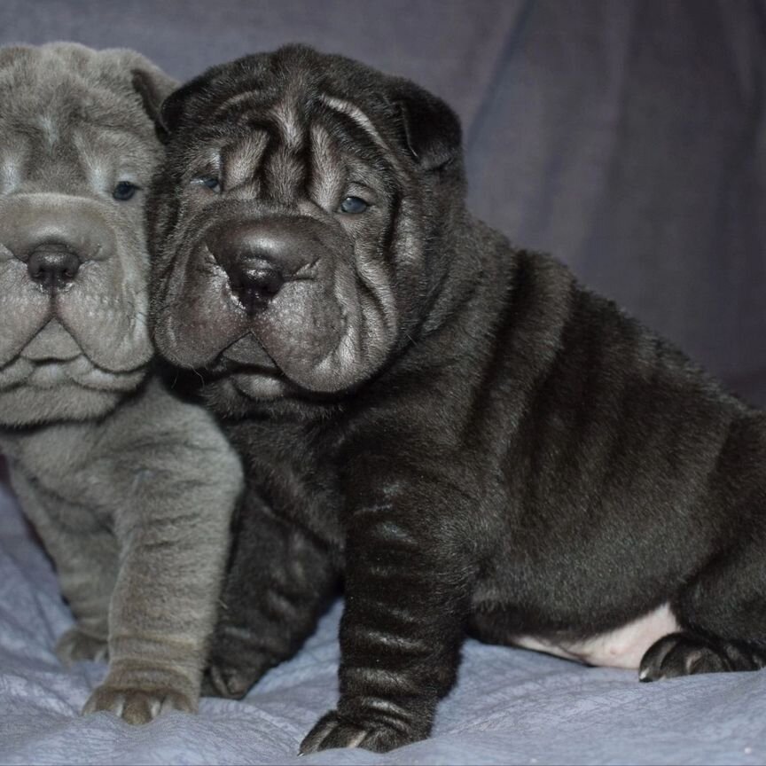 Сладкие плюшечки щенки шарпея