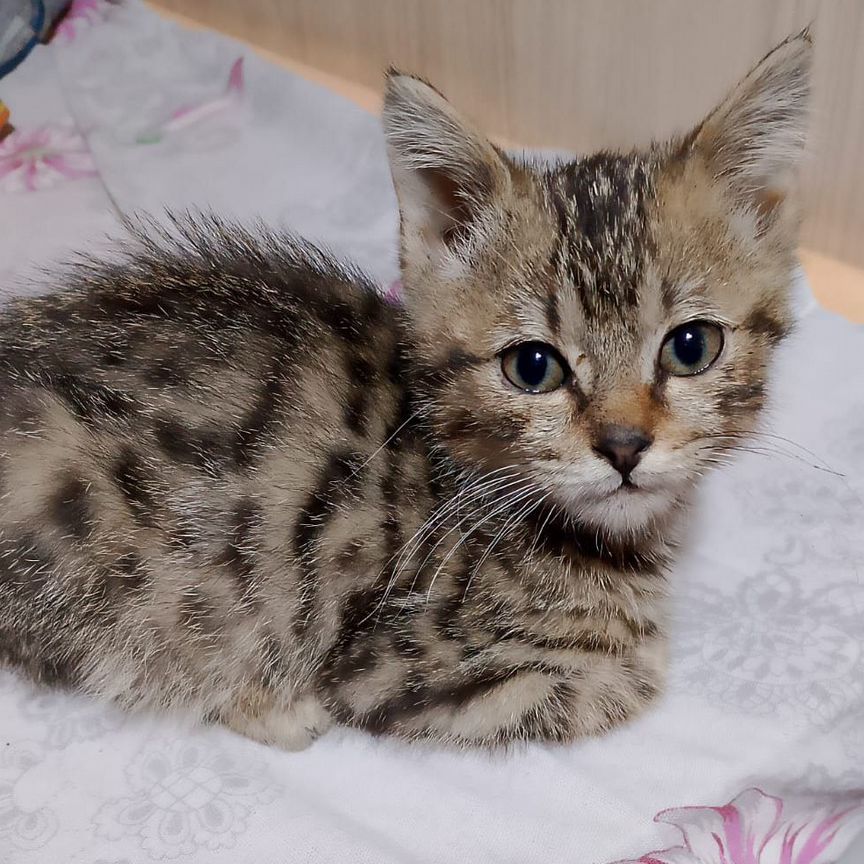 Котята в добрые руки бесплатно мальчик