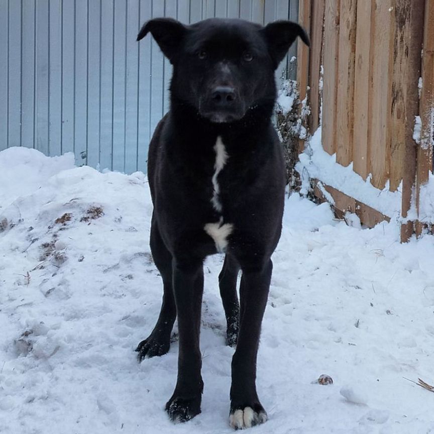 Взрослая собака в добрые руки