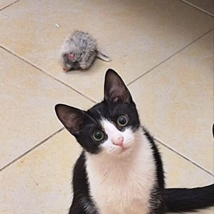 Котёнок в добрые руки