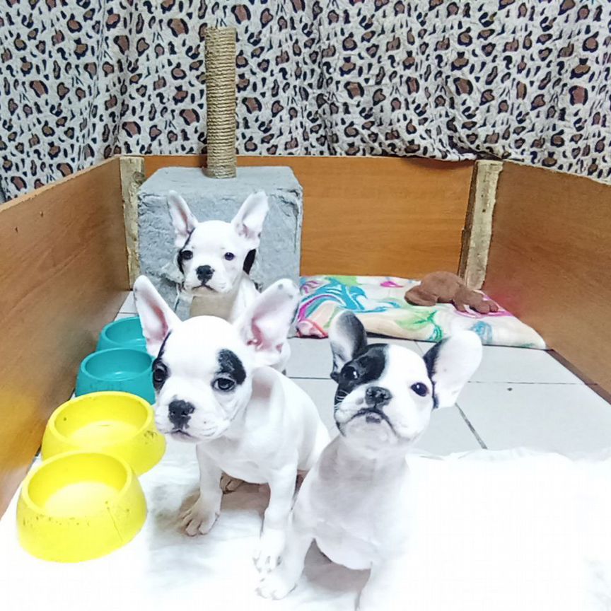 Щеночки Французской бульдог