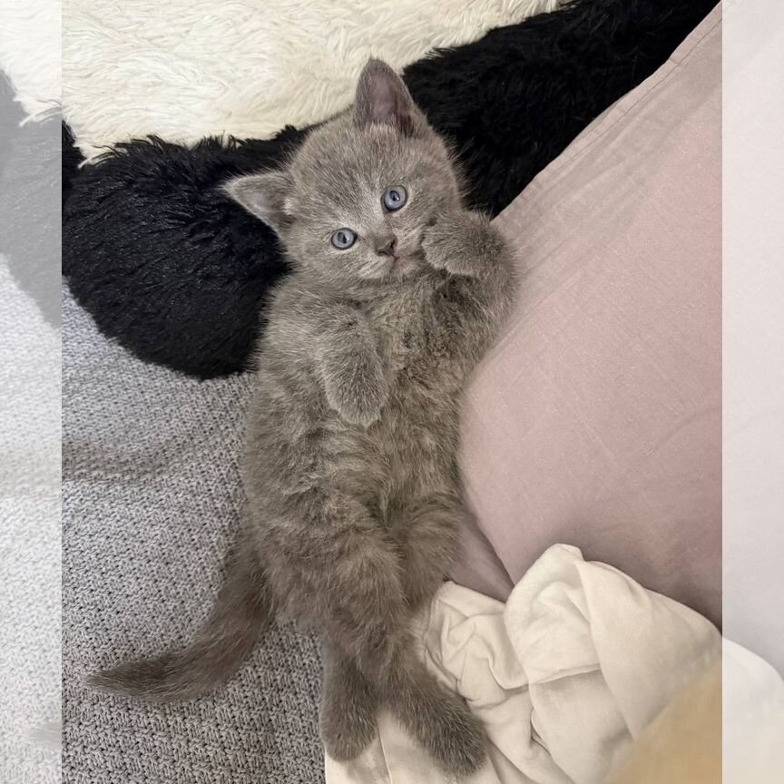 Британский короткошёрстный котёнок