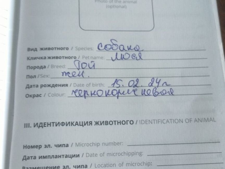 Собачка тойка русская