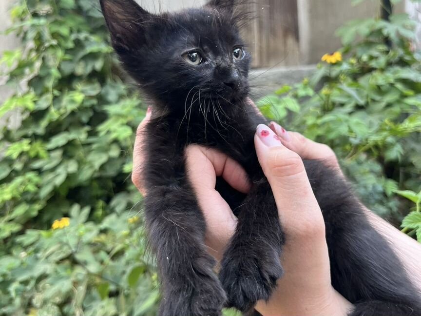 Двухмесячный котенок не выживет на улице