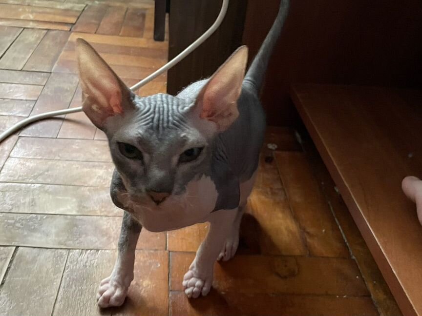 Донской сфинкс