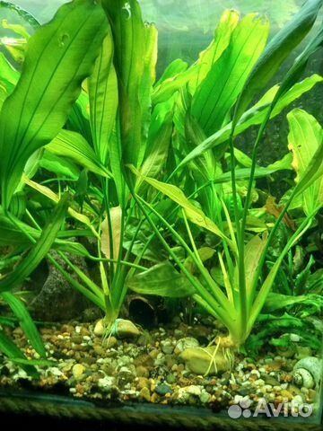 Эхинодорус озирис