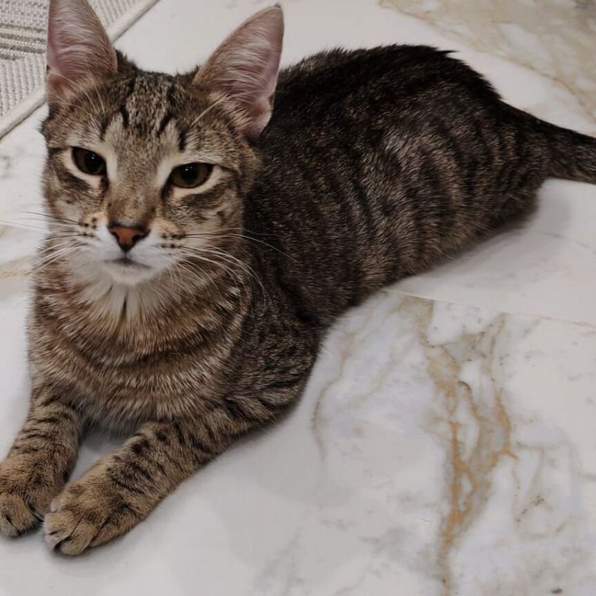 Котенок