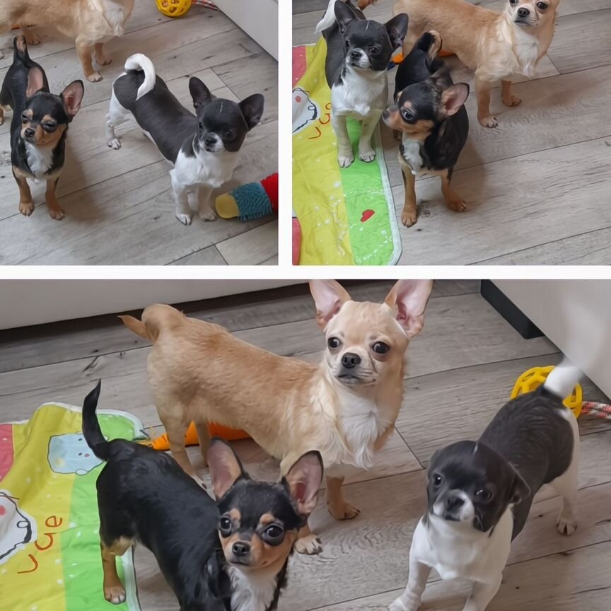 Чихуахуа, щенок