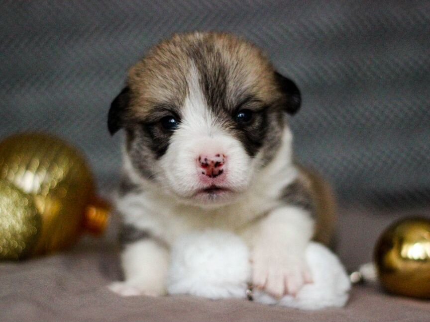 Малыши Вельш Корги Пемброк