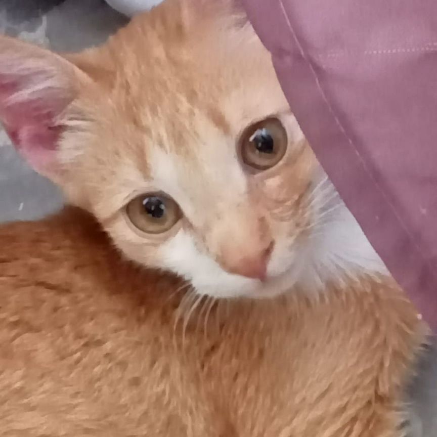 Котята