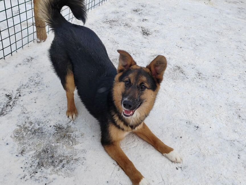 Щенок ищет дом в добрые руки