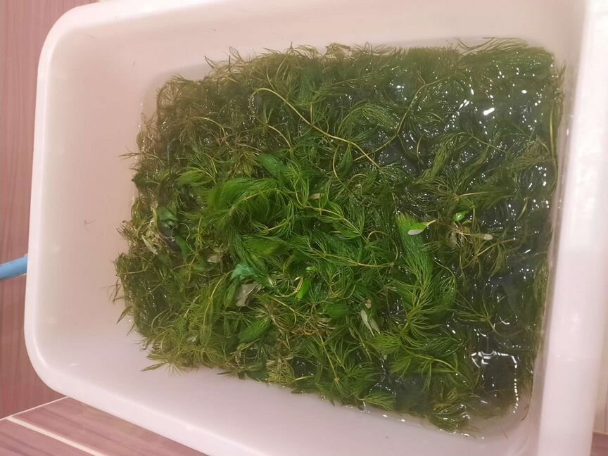 Водоросли для аквариума