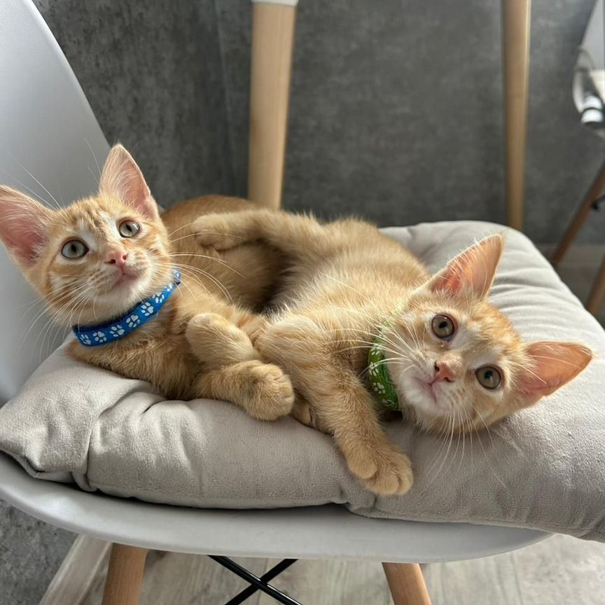 Котята мальчики