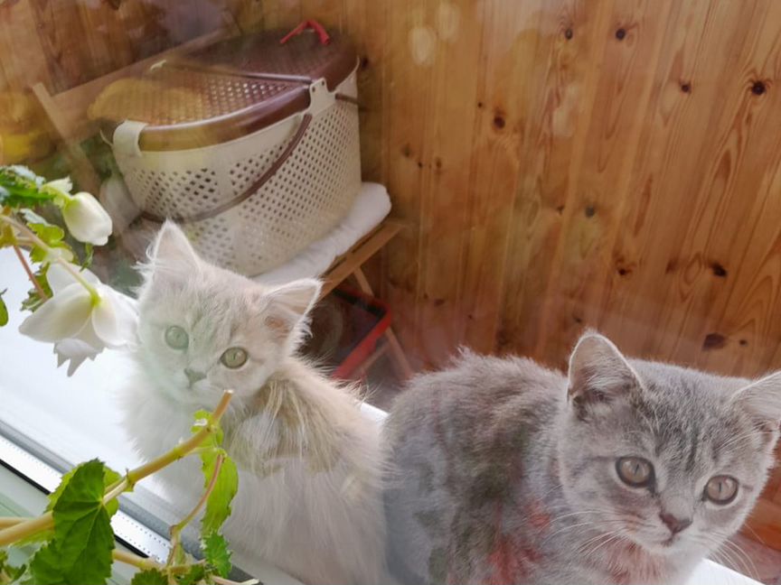 Котятки ищут заботливых хозяев