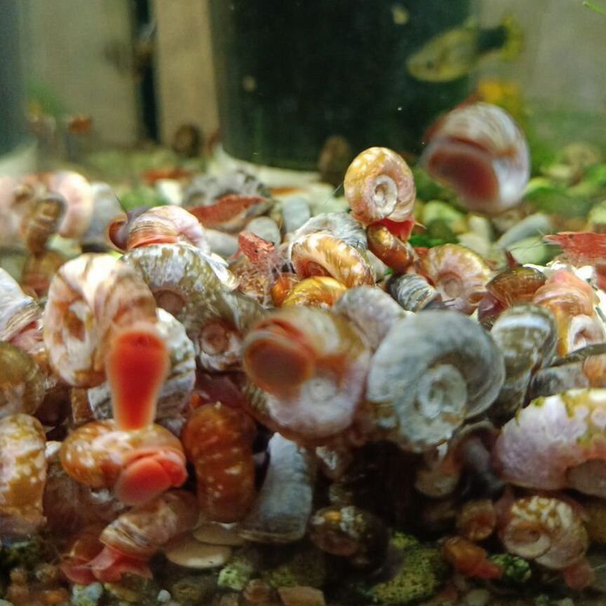 Улитки катушки