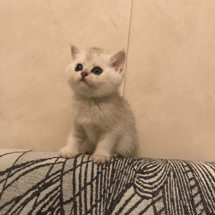 Британский кот,серебристая шиншилла мальчик