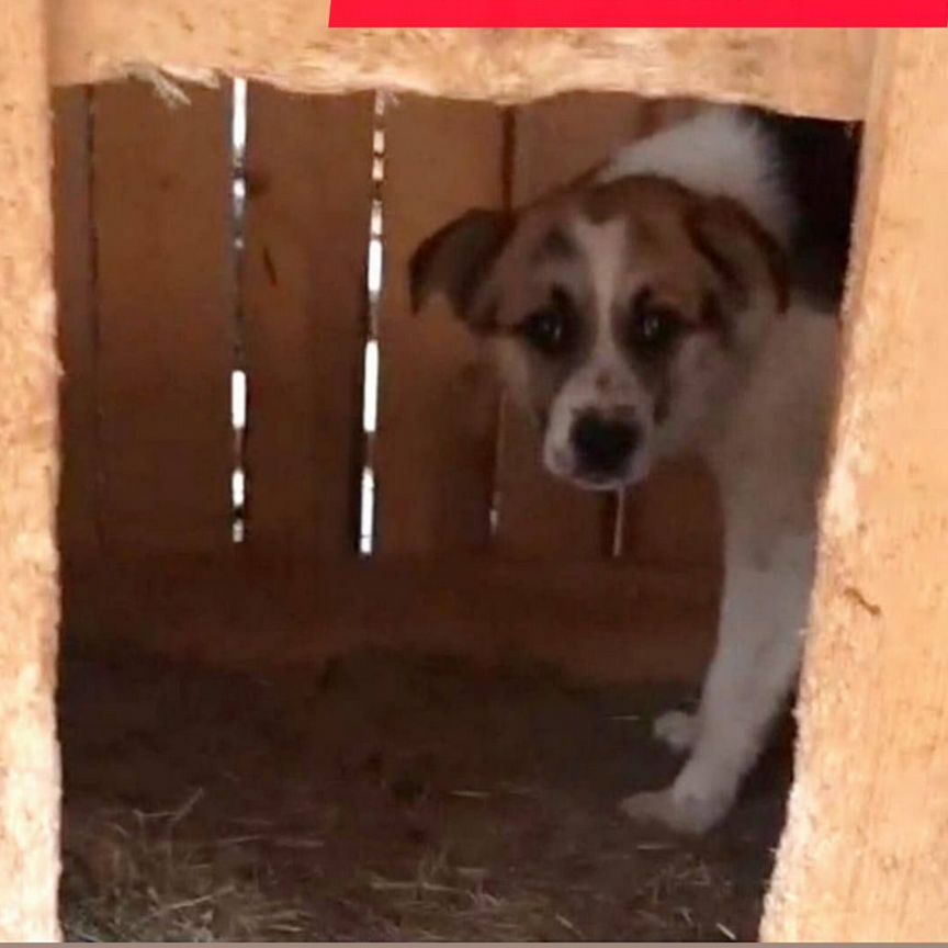 Взрослый пёс в добрые руки