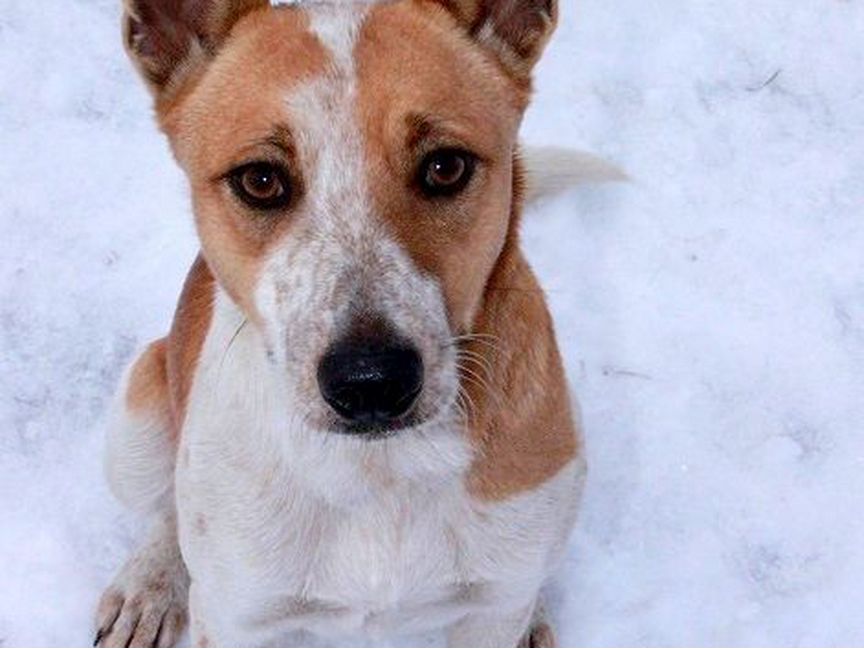 Лукерья, Луша - в хорошие руки