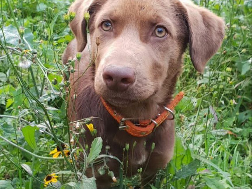 Щенок. Девочка. Кисловодск. В добрые ручки