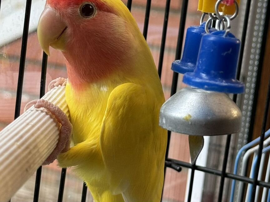 Попугай неразлучник самка