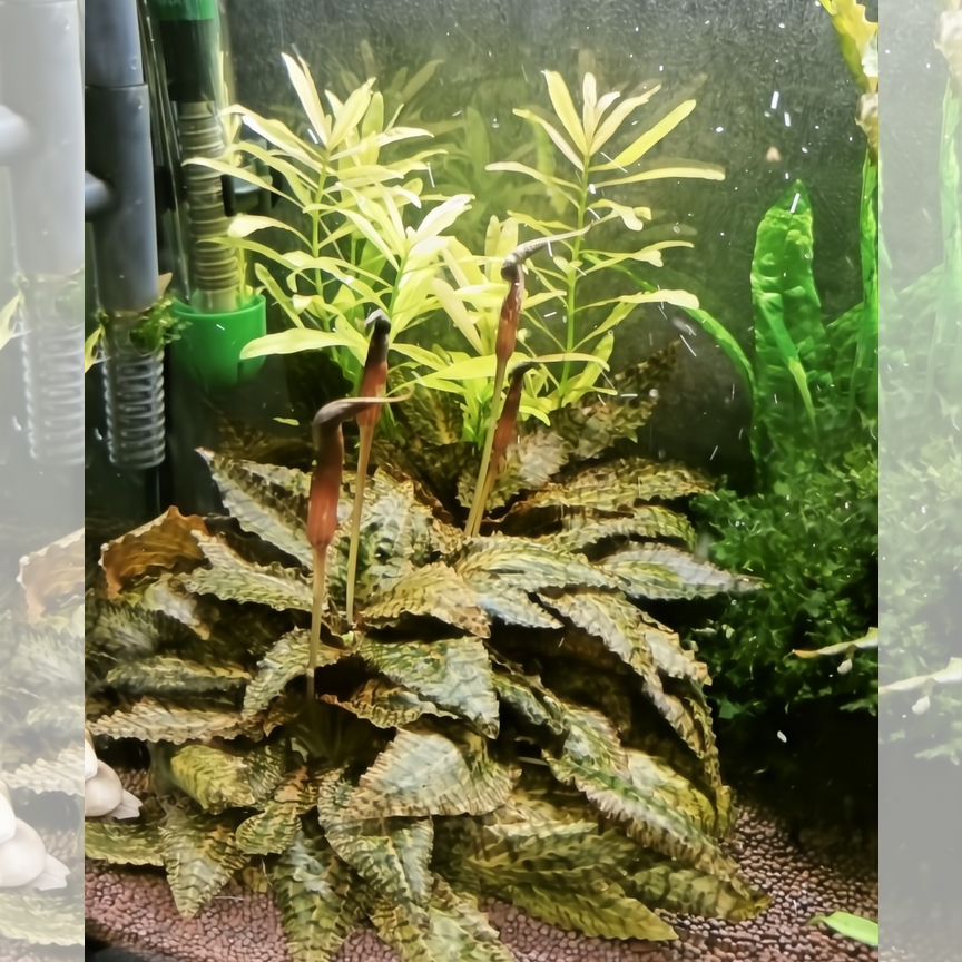 Аквариумные растения