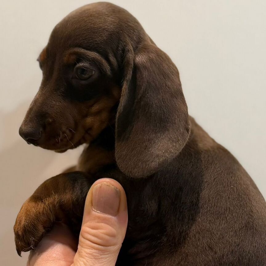 Такса, щенок