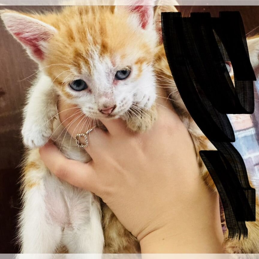 Котёнок в добрые руки