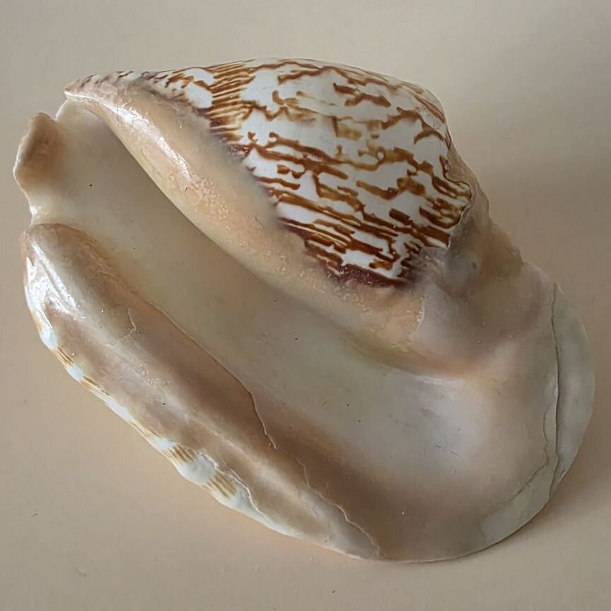 Ракушка " Стромбус Латиссум"