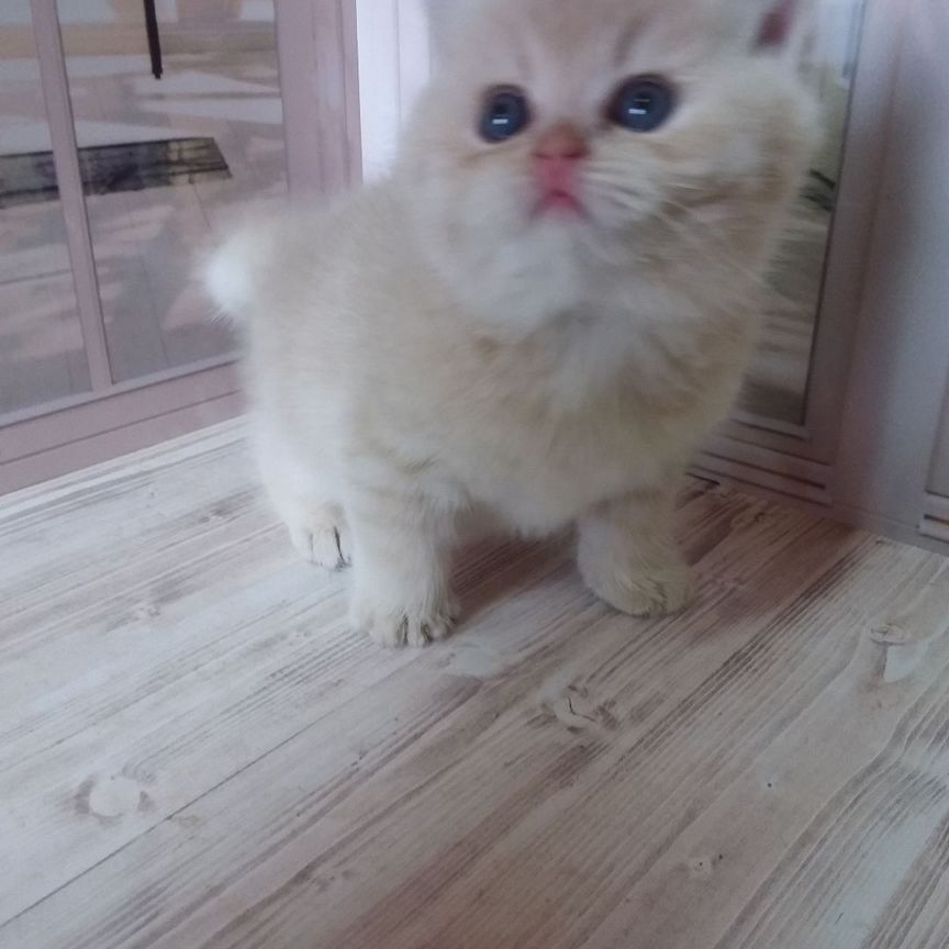 Шотландский лиловый