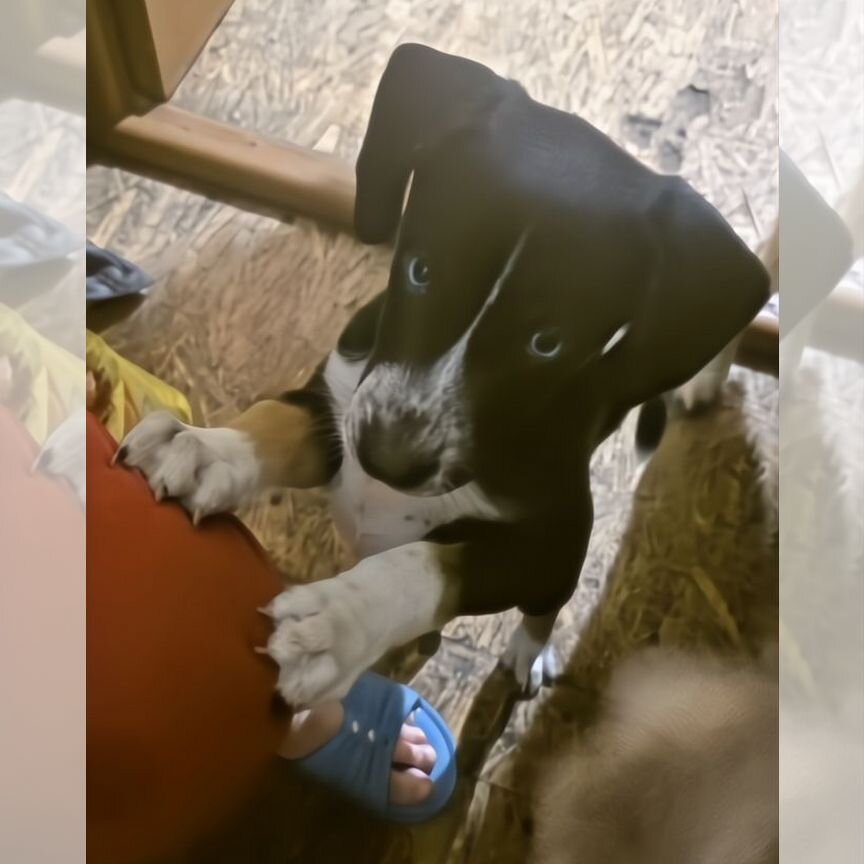 Сибирский хаски, щенок