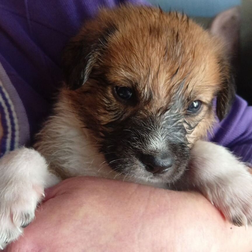 Домашние животные щенок