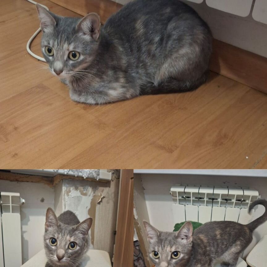 Кошка в добрые руки