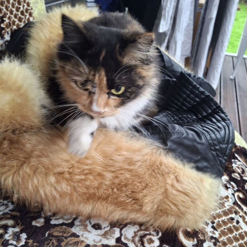 Кошка