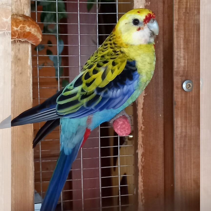 Попугай розелла