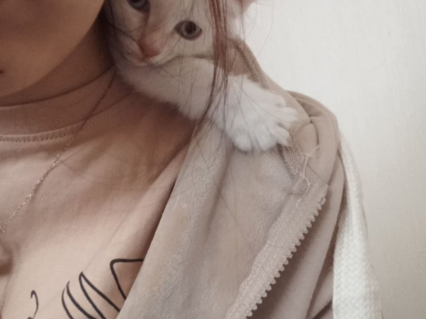 Котики бесплатно в добрые руки