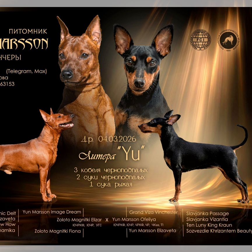 Цвергпинчер, щенок