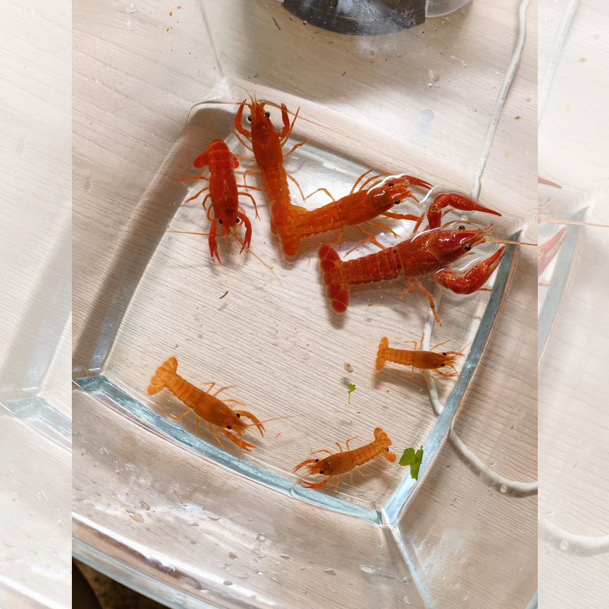 Флоридский рак