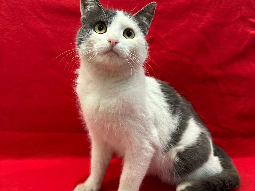 Котик Мякиш