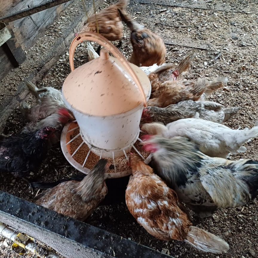 Куры несушки