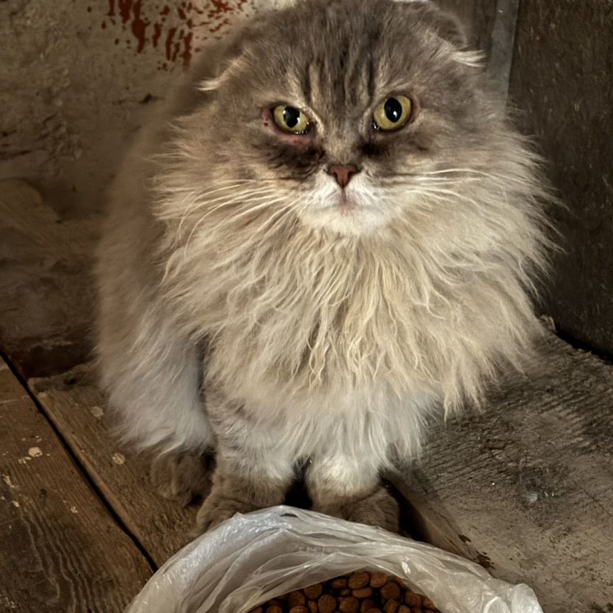 Кот