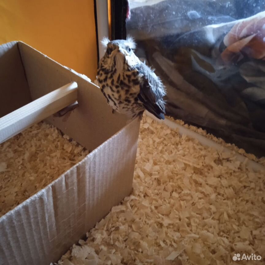 Птенцы дрозда-рябинника в добрые руки