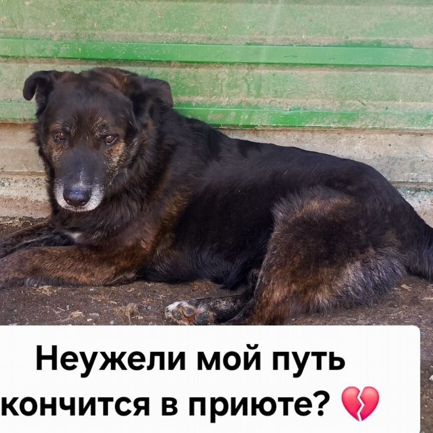 Взрослый пёс в добрые руки