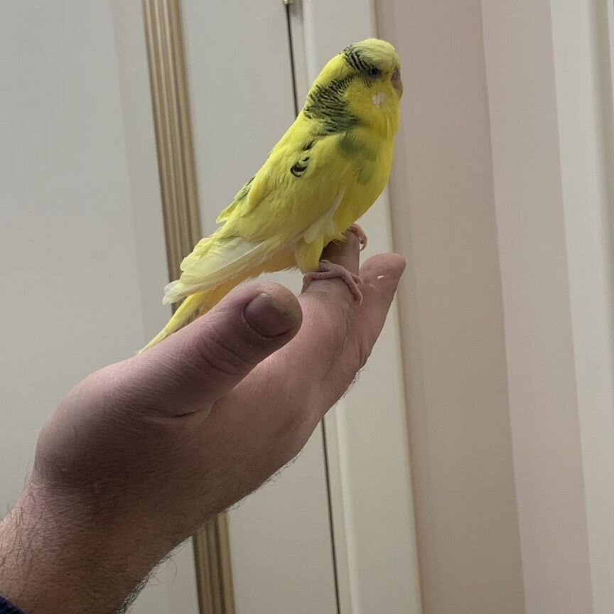 Волнистый попугай