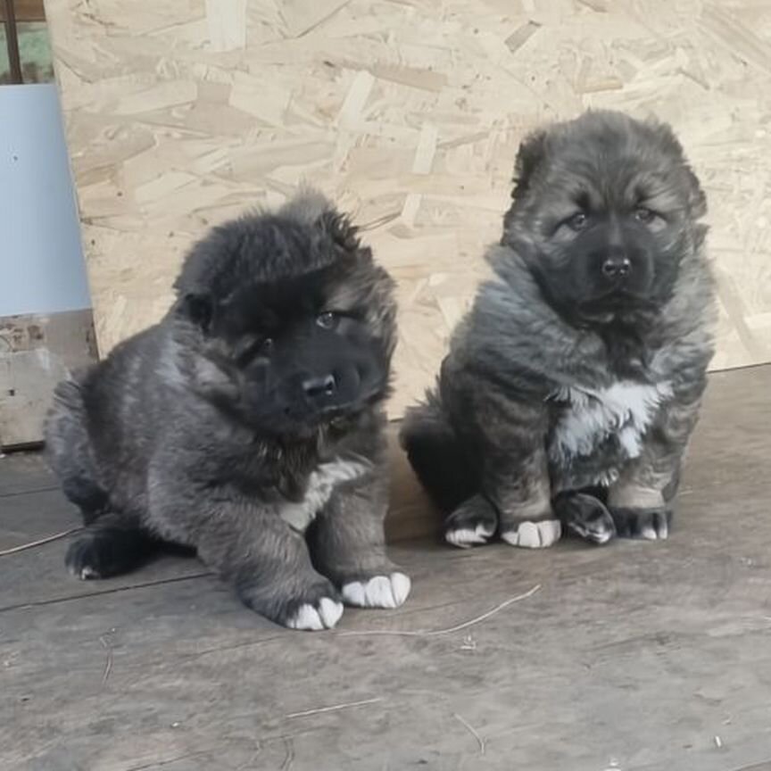 Кавказская овчарка, щенок