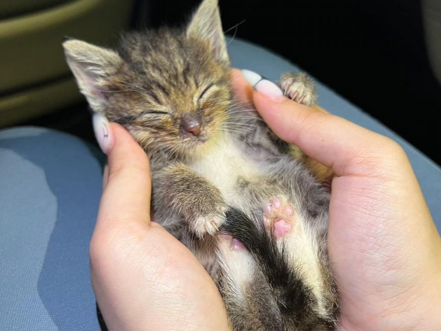Котенок 1,5 месяца девочка ищет дом