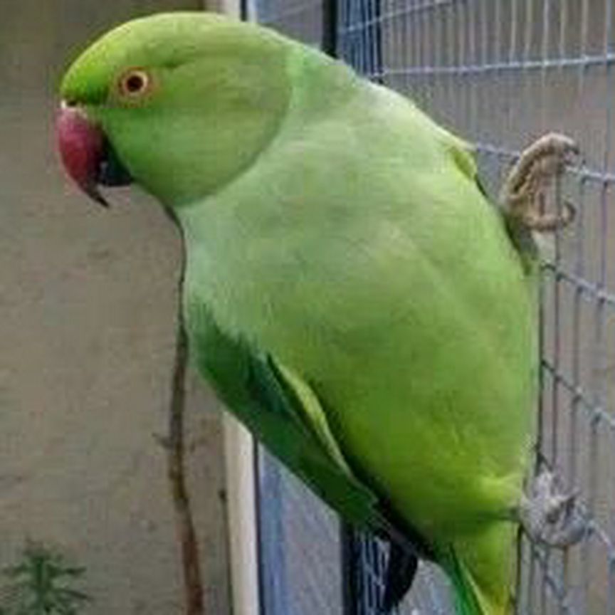 Ожереловый попугай