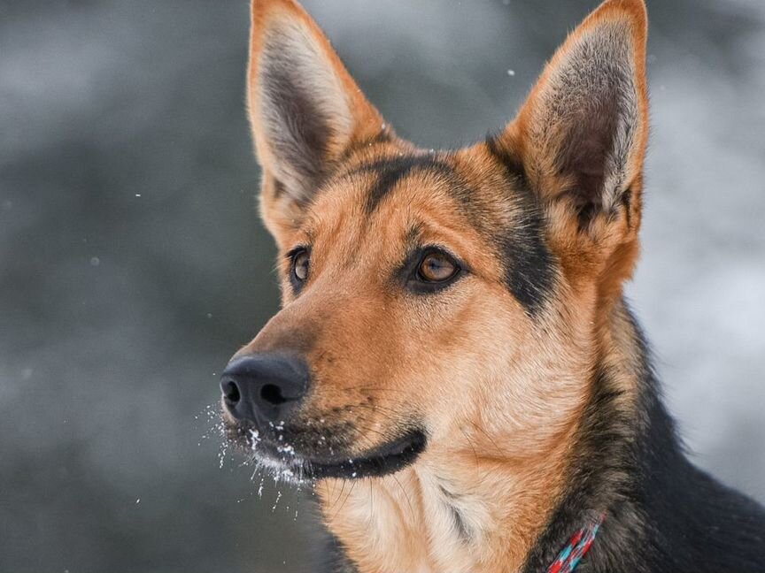 Красивая юная собака Эшли