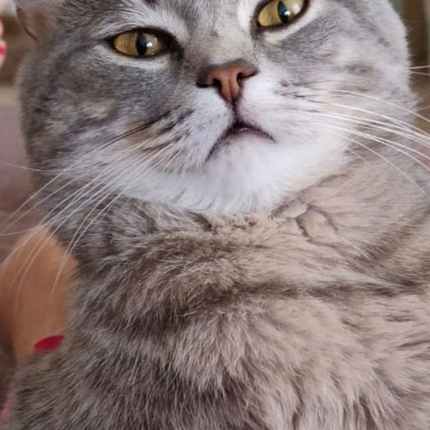 Отдам кота в добрые руки