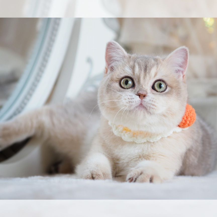 Британский короткошёрстный котёнок